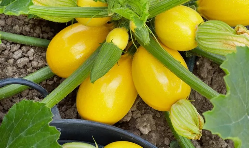 Cucurbita pepo subsp. pepo convar. giromontiina 'Floridor' Pflanze ...