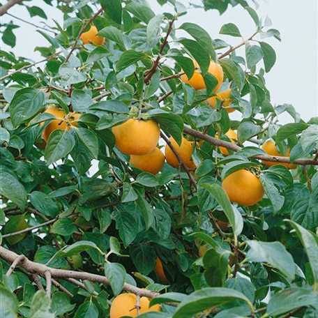 Diospyros kaki 'Ragno' - Floragard Pflanzeninfothek