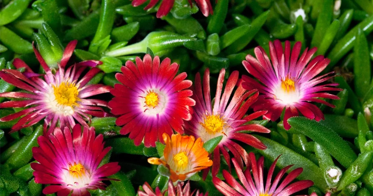 Delosperma dyeri 'Red Mountain' Pflanze, Pflege & Tipps Floragard