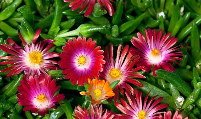 Delosperma dyeri 'Red Mountain' Pflanze, Pflege & Tipps Floragard