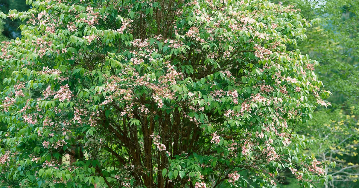 Dipelta yunnanensis Pflanze, Pflege & Tipps Floragard