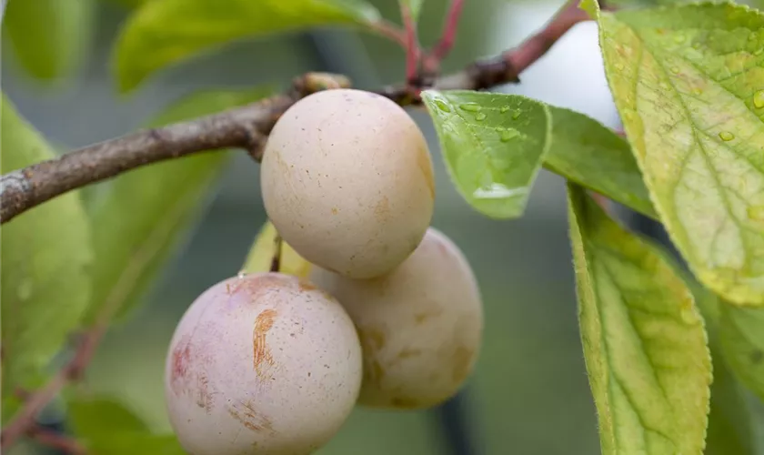 Mirabelle Pflanze, Pflege & Tipps Floragard