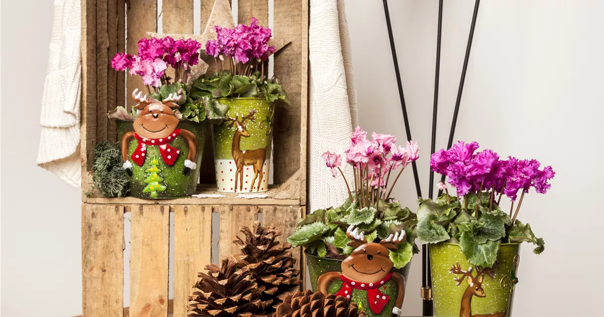 Cyclamen Halios® Curly Pflanze, Pflege & Tipps Floragard