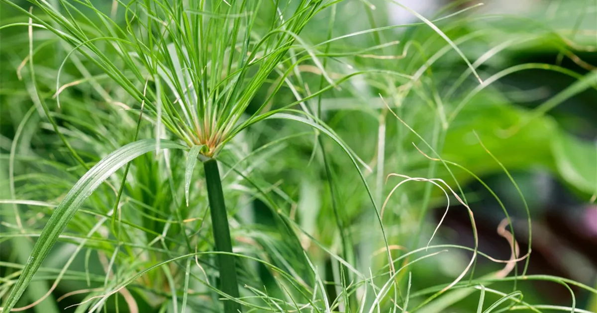 Cyperus papyrus Pflanze, Pflege & Tipps Floragard