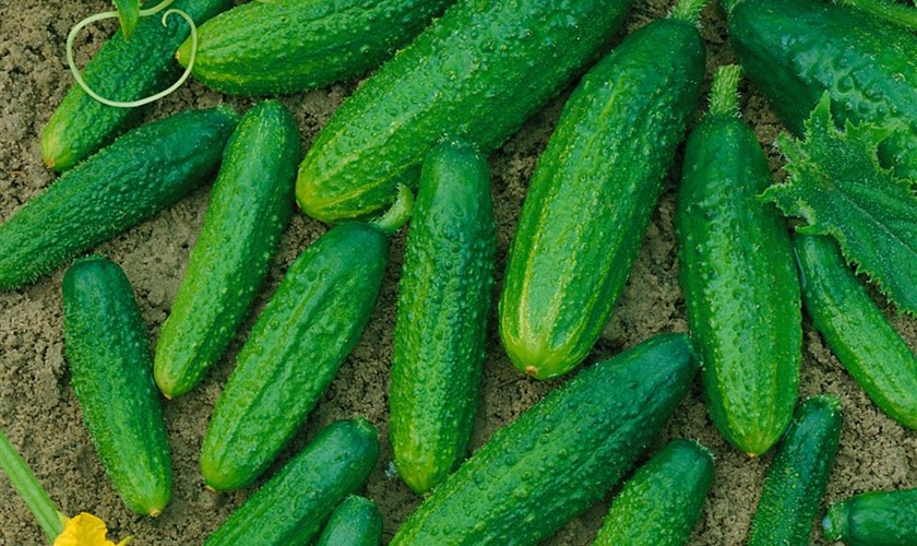 Gurke 'Delikateß' - Floragard Pflanzeninfothek
