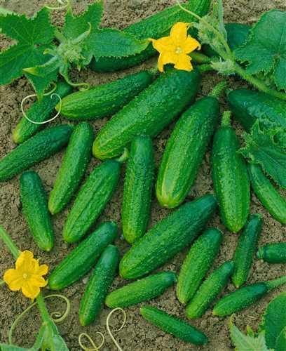 Gurke 'Delikateß' - Floragard Pflanzeninfothek