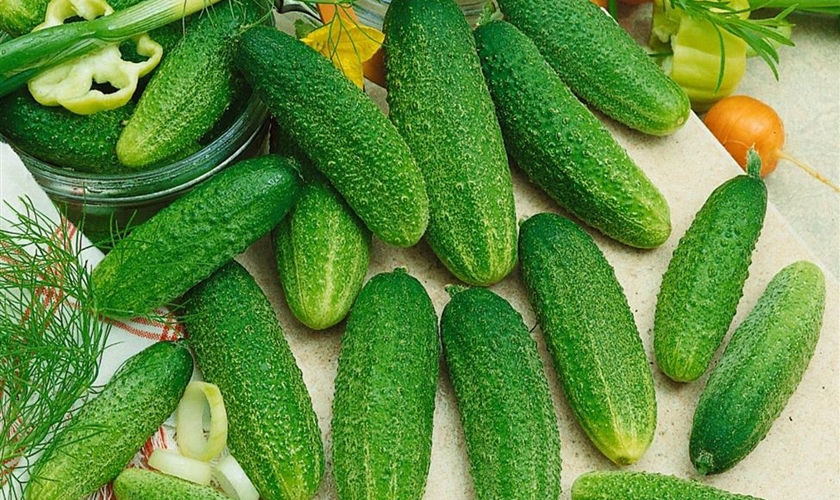 Gurke 'Delikateß' - Floragard Pflanzeninfothek