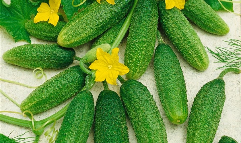 Gurke 'Delikateß' - Floragard Pflanzeninfothek