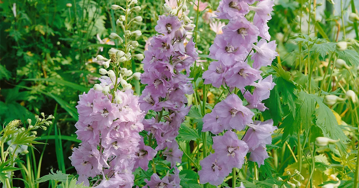 Delphinium 'Cameliard' Pflanze, Pflege & Tipps Floragard