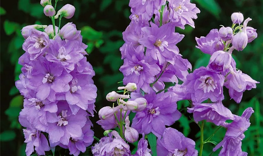 Delphinium pacific 'Cameliard' Pflanze, Pflege & Tipps Floragard