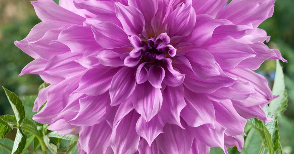 Dekorative Dahlie 'Lavender Ruffles' Pflanze, Pflege & Tipps Floragard