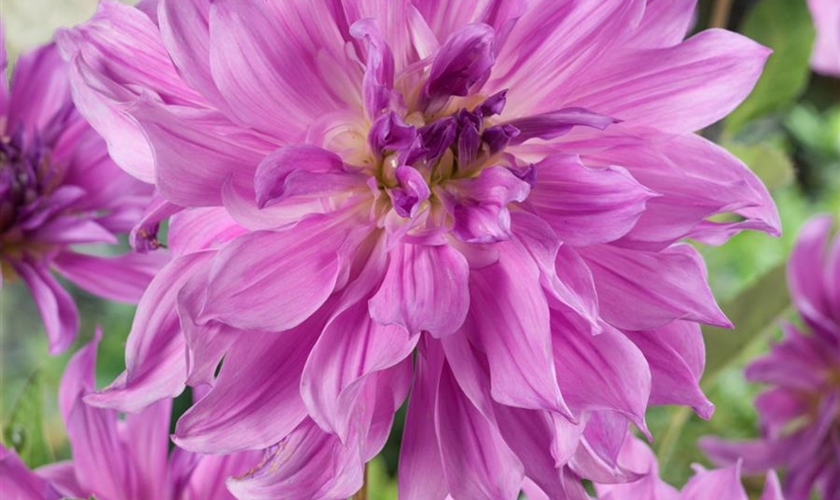 Dekorative Dahlie 'Lavender Ruffles' - Floragard Pflanzeninfothek