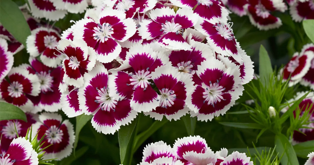 Dianthus barbatus 'Barbarini Purple Picotee' Pflanze, Pflege & Tipps ...