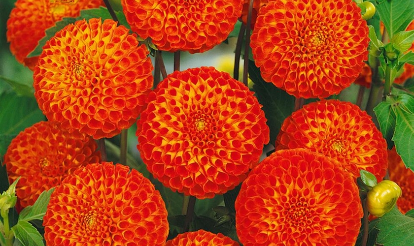 Pompon-Dahlie 'Bantling' - Floragard Pflanzeninfothek