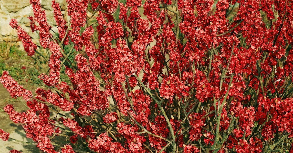 Daphne mezereum 'Ruby Glow' Pflanze, Pflege & Tipps Floragard