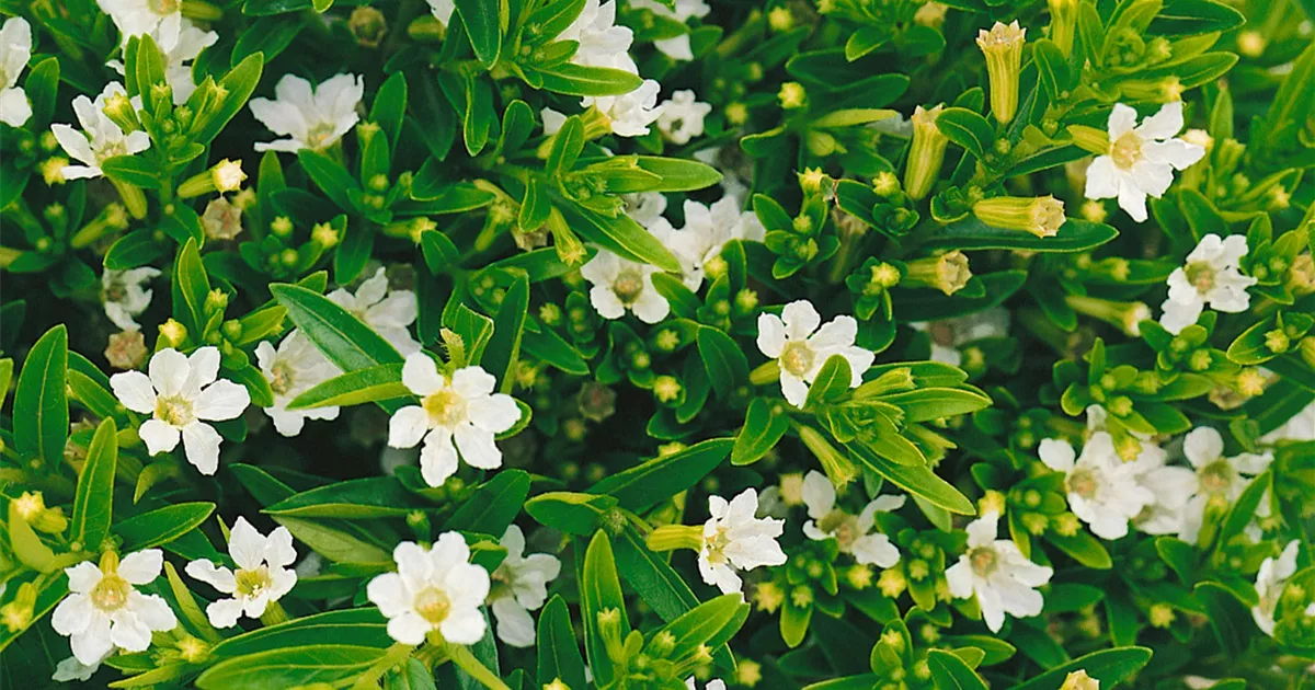 Cuphea hyssopifolia 'Alba' Pflanze, Pflege & Tipps Floragard