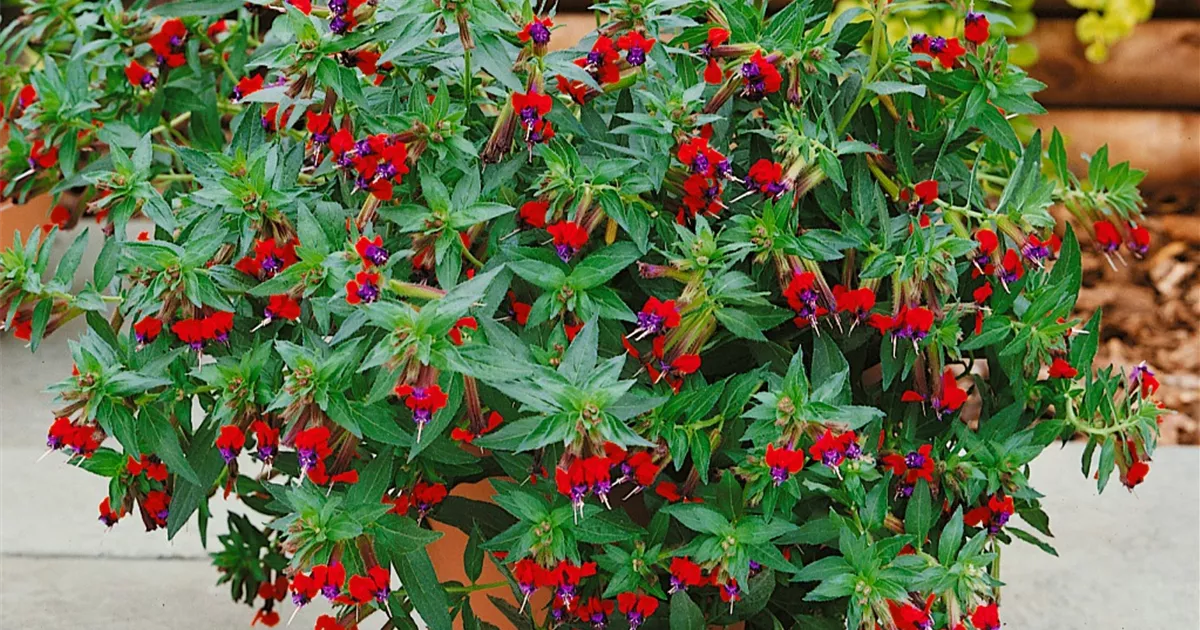 Cuphea llavea 'Tiny Winnie' Pflanze, Pflege & Tipps Floragard