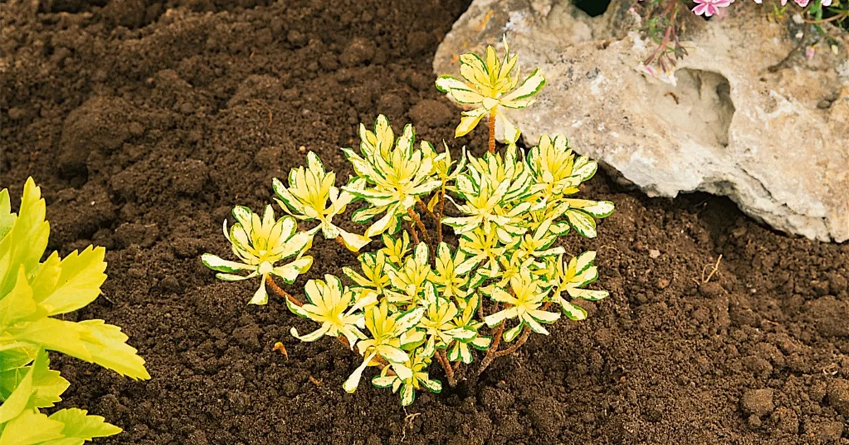Daphne x burkwoodii 'Briggs Moonlight' Pflanze, Pflege & Tipps Floragard
