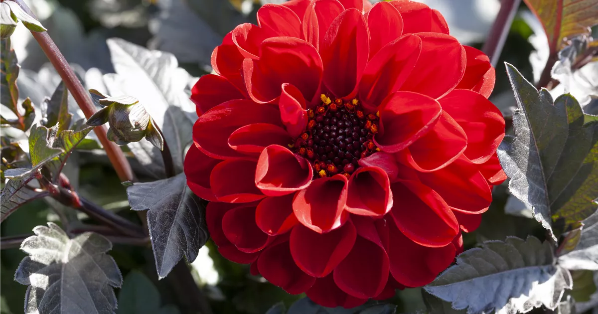 Dahlie DALAYA Pflanze, Pflege & Tipps Floragard