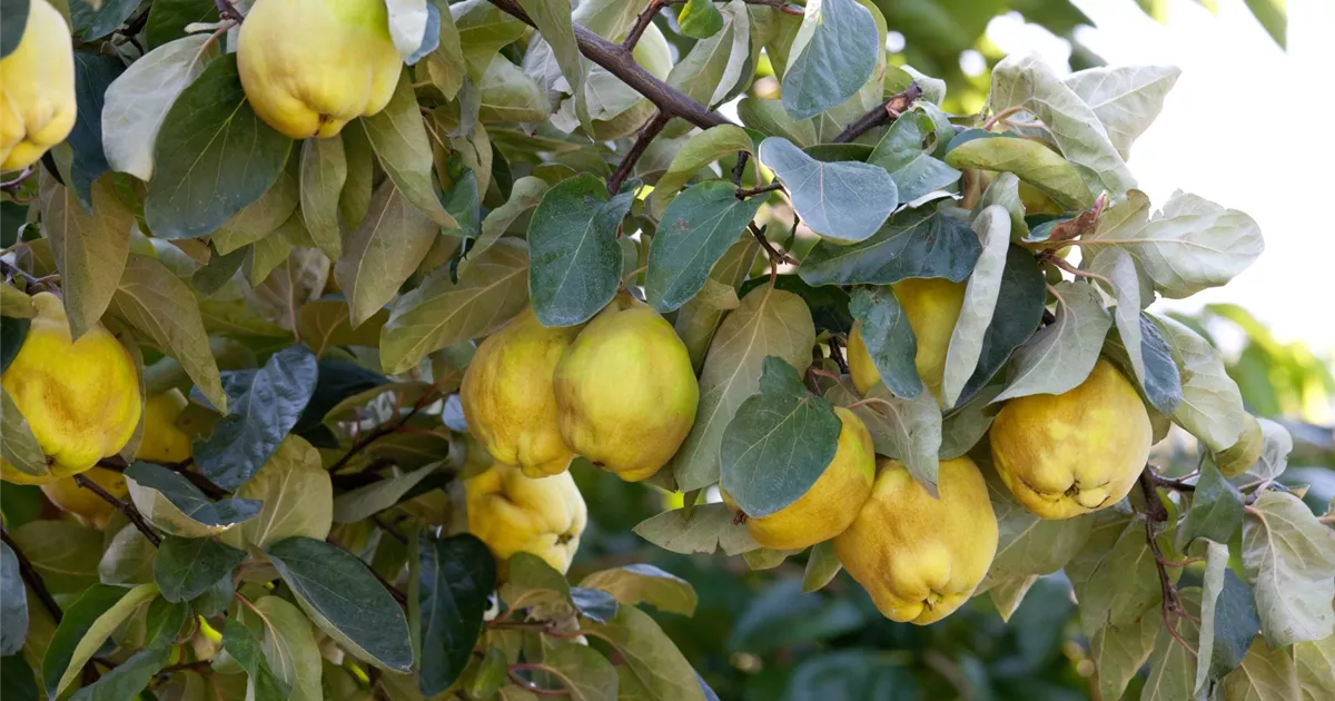 Birnenquitte Pflanze, Pflege & Tipps Floragard
