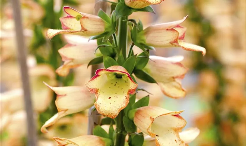 Digiplexis 'Illumination Apricot' Pflanze, Pflege & Tipps Floragard