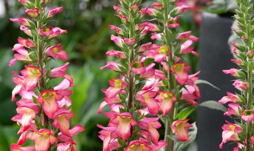 Digiplexis 'Illumination Flame' - Floragard Pflanzeninfothek