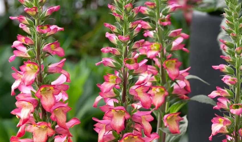 Digiplexis 'Illumination Flame' - Floragard Pflanzeninfothek