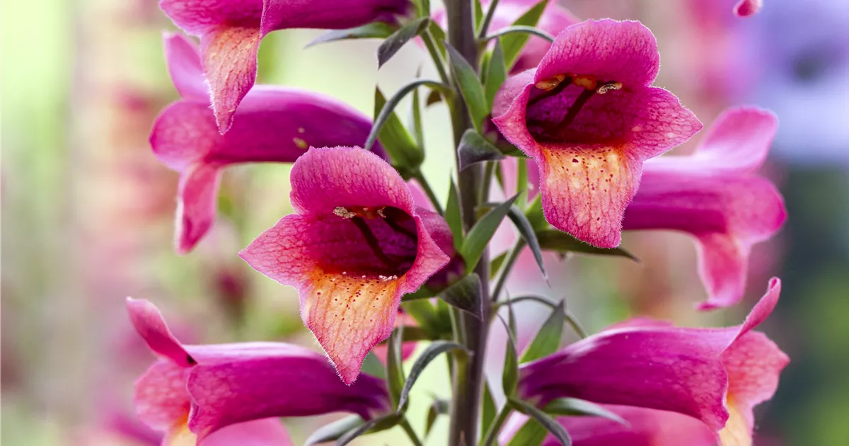 Digiplexis 'Illumination Raspberry' Pflanze, Pflege & Tipps Floragard