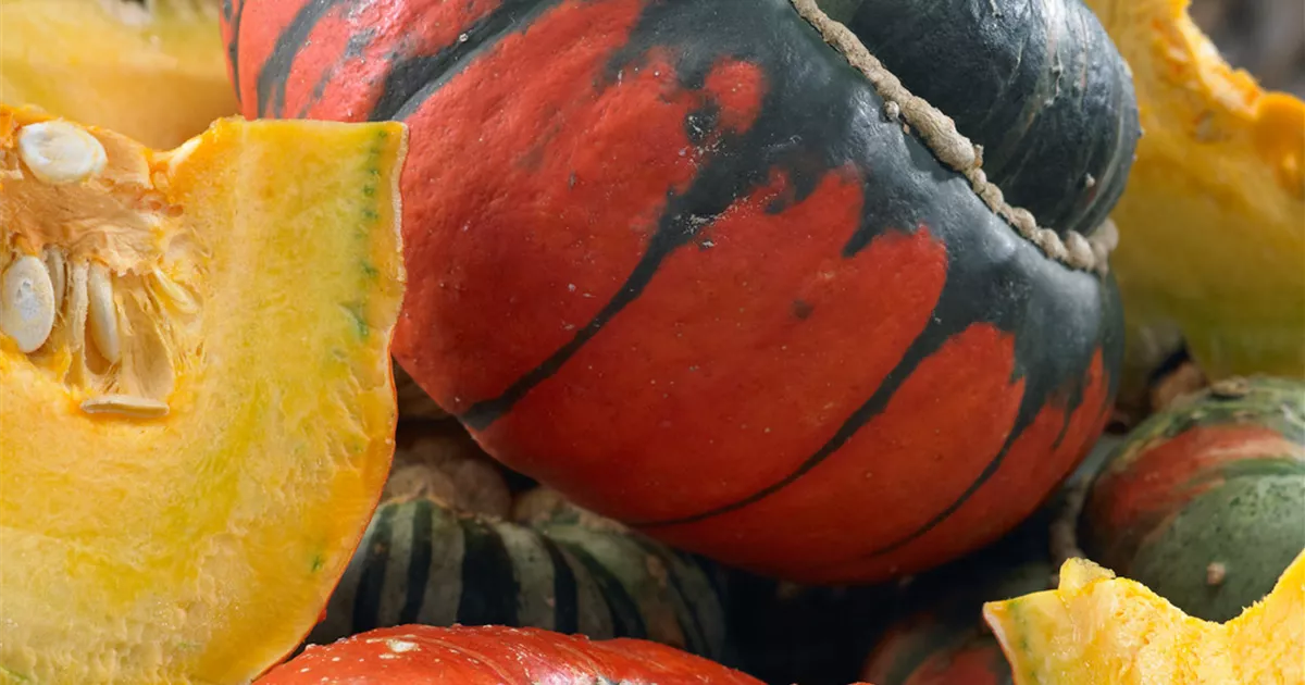 Cucurbita maxima 'Turks Turban' Pflanze, Pflege & Tipps Floragard