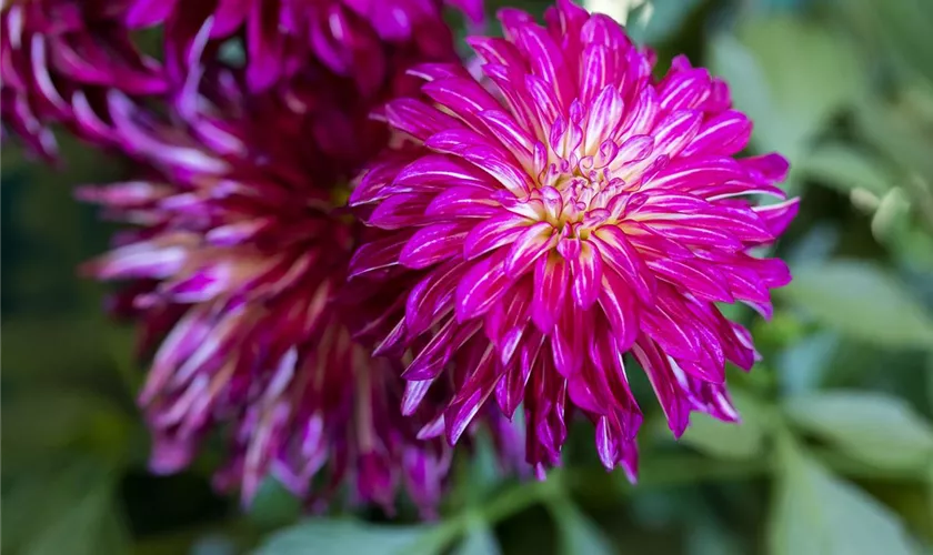 Dahlia 'Dutch Explosion' Pflanze, Pflege & Tipps Floragard
