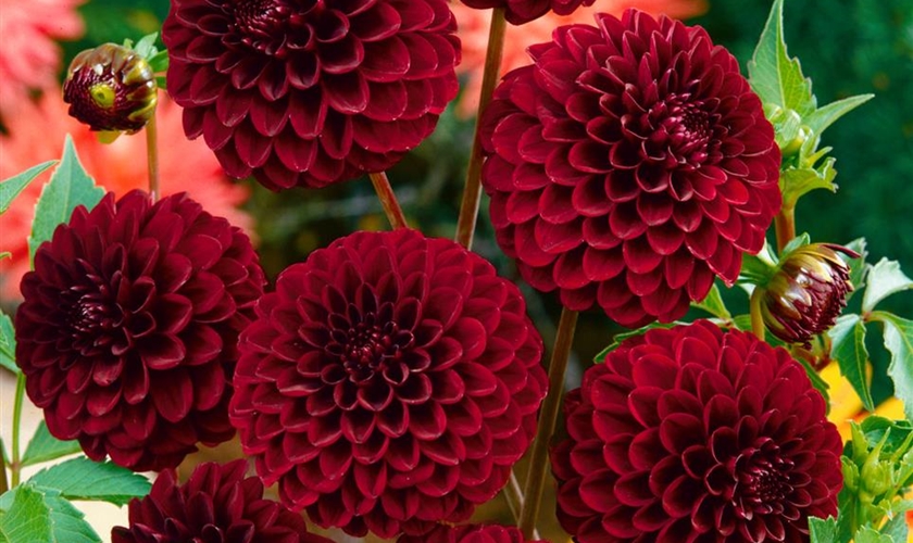 Pompon-Dahlie 'Rocco' - Floragard Pflanzeninfothek