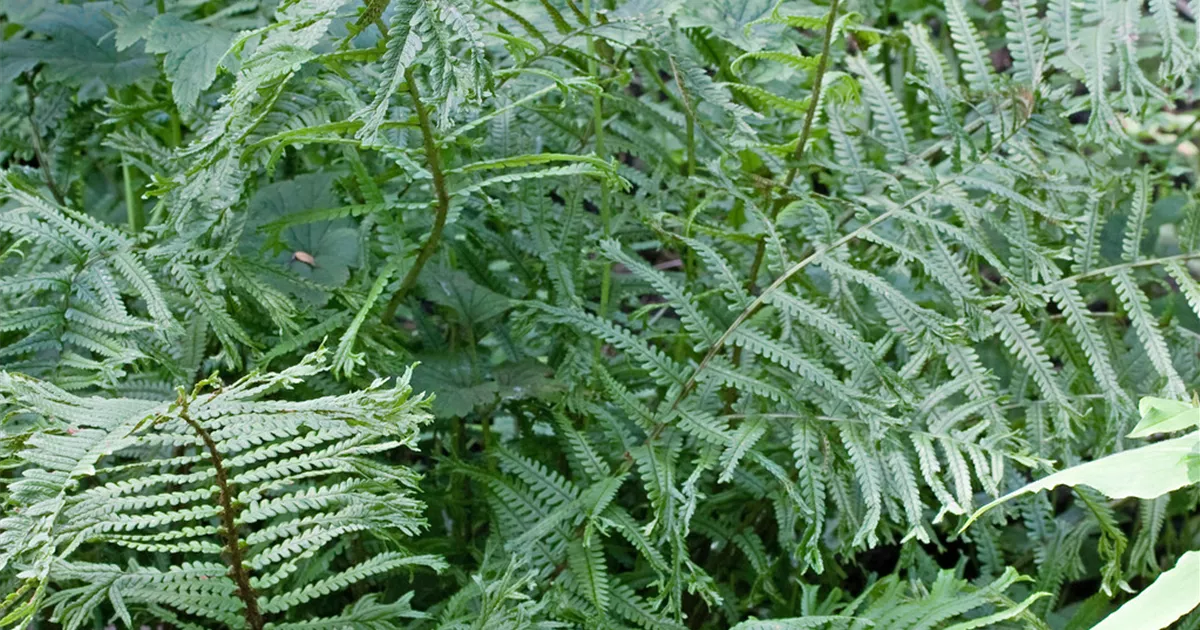 Dryopteris filix-mas 'Linearis Polydactyla' Pflanze, Pflege & Tipps ...