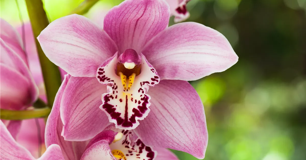 Cymbidium 'Rose' Pflanze, Pflege & Tipps Floragard