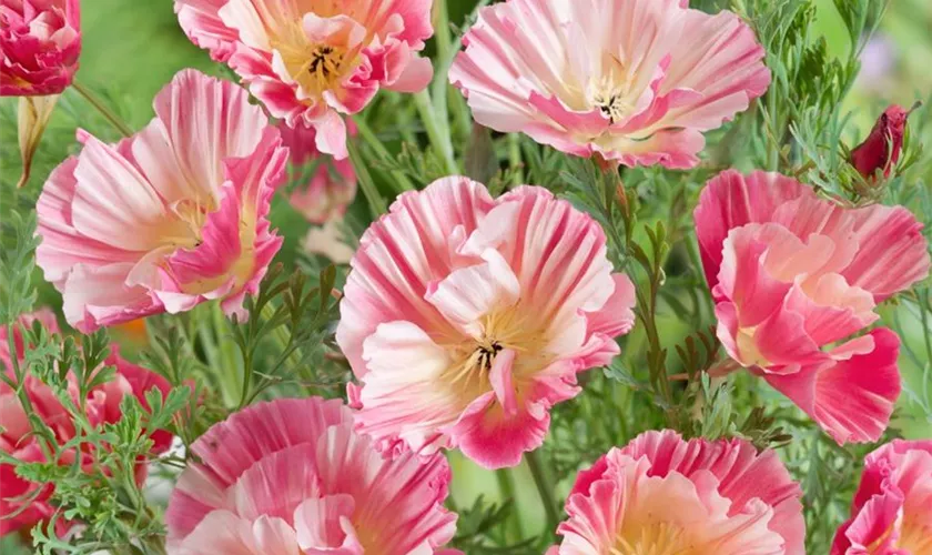 Eschscholzia californica 'Summer Sorbet' Pflanze, Pflege & Tipps Floragard