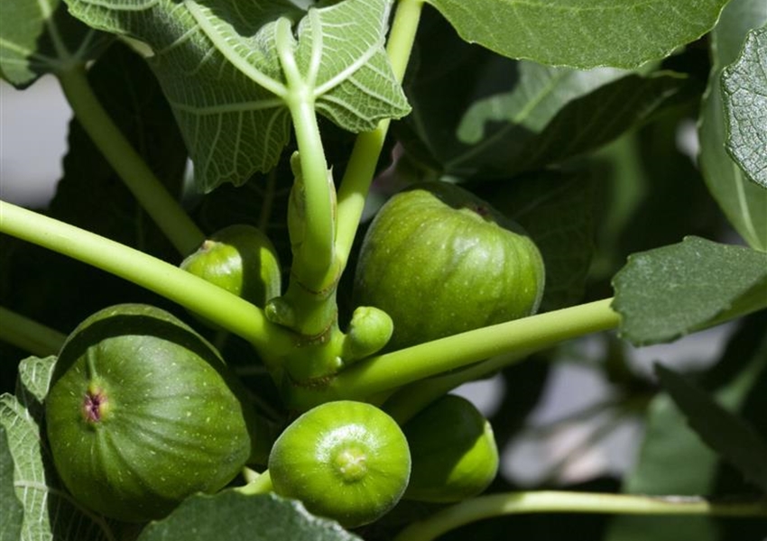 Feige 'Perretta' - Floragard Pflanzeninfothek