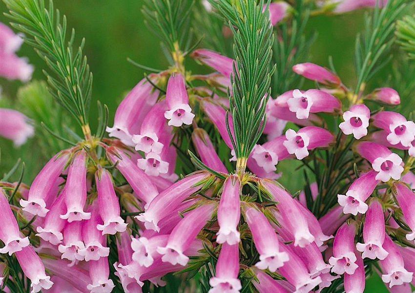 Wachs-Heide - Floragard Pflanzeninfothek