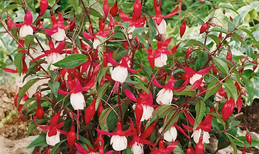 Patagonische Fuchsie 'Madame Cornelissen' Pflanze, Pflege & Tipps Floragard
