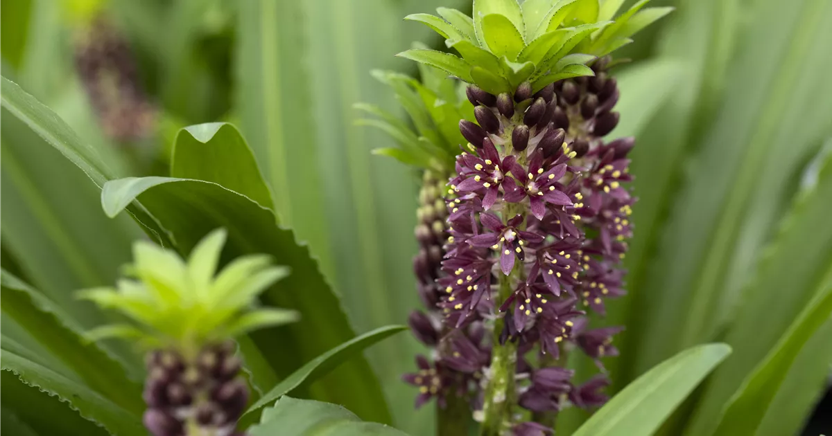 Eucomis Aloha Lily 'Leia' Pflanze, Pflege & Tipps Floragard