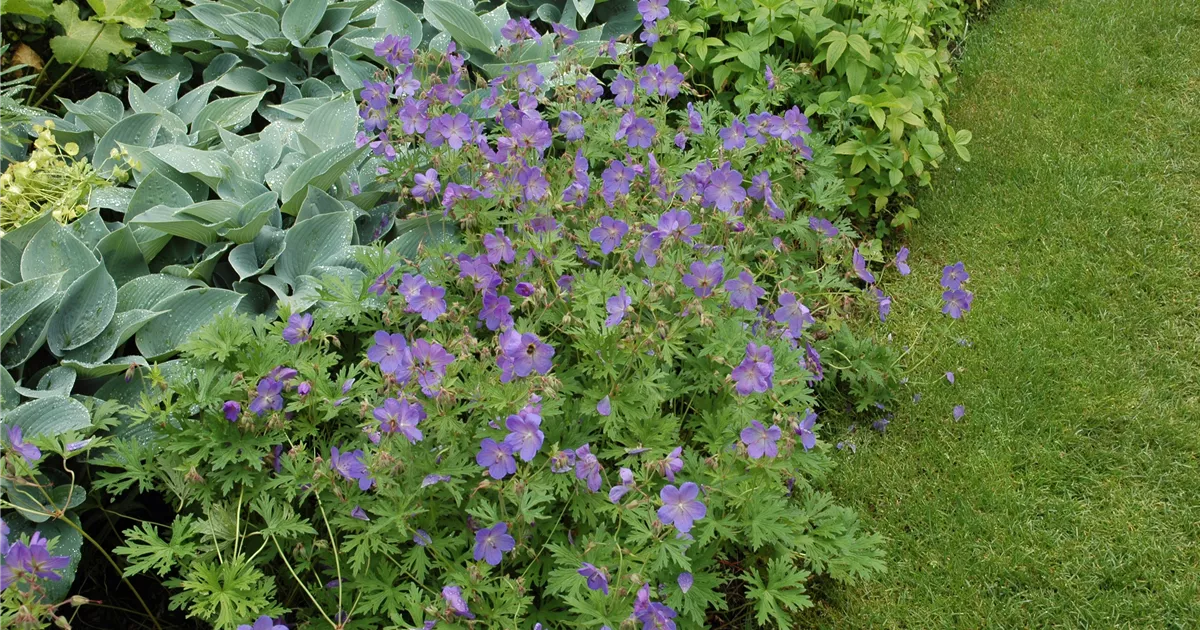 Geranium wallichianum Pflanze, Pflege & Tipps Floragard