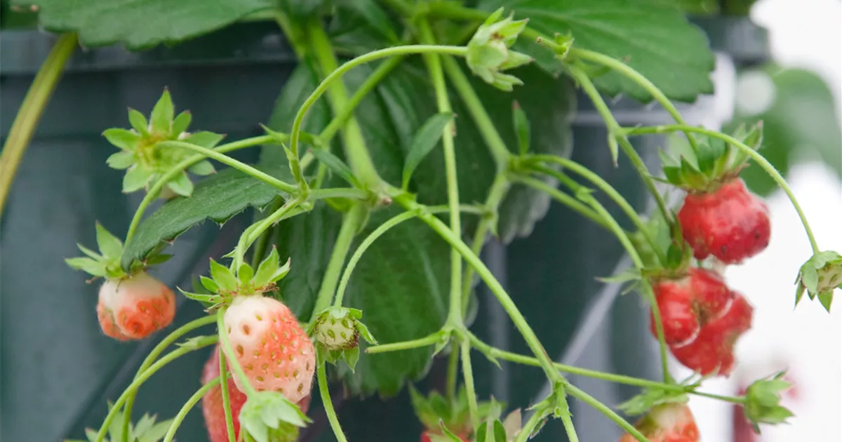 'Fragoo Beltran'® Pflanze, Pflege & Tipps Floragard