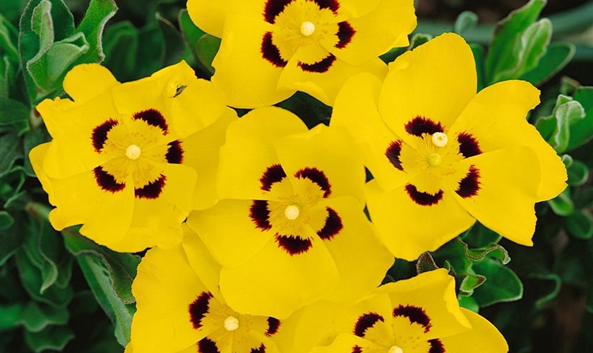 Halimium - Floragard Pflanzeninfothek