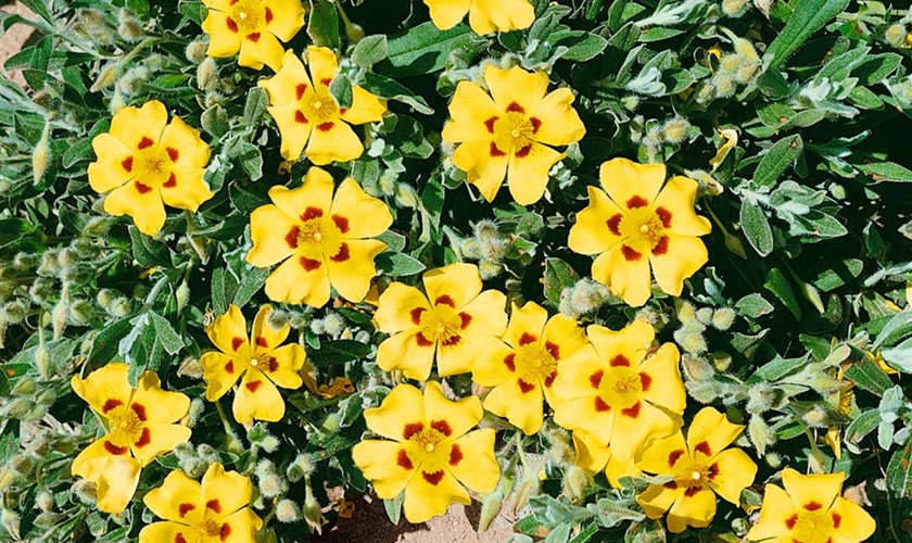 Halimium - Floragard Pflanzeninfothek