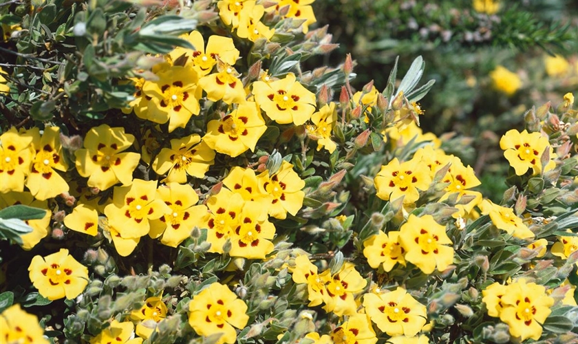 Halimium - Floragard Pflanzeninfothek