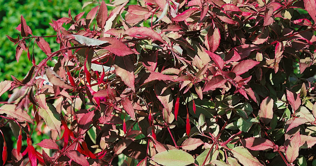 Fuchsia magellanica 'Tricolor' Pflanze, Pflege & Tipps Floragard