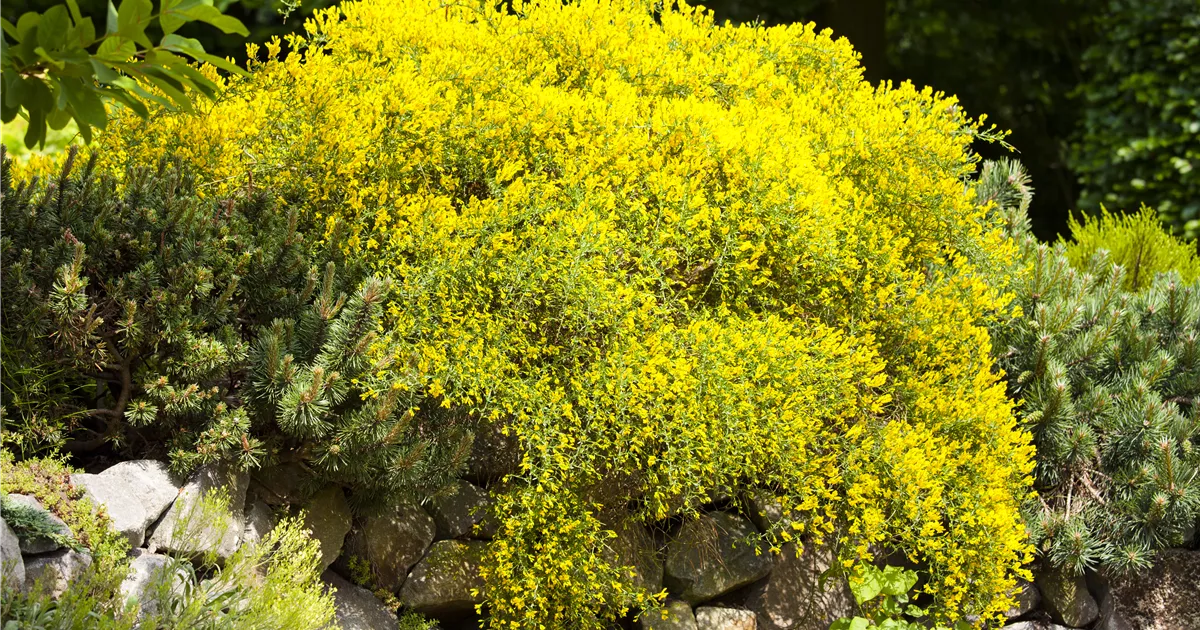 Genista pilosa 'Goldilocks' Pflanze, Pflege & Tipps Floragard