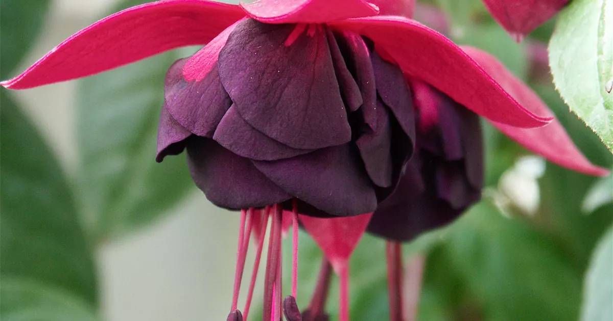 Fuchsie 'New Millenium' Pflanze, Pflege & Tipps Floragard