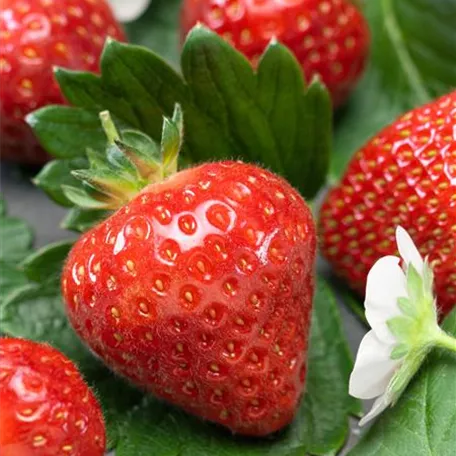 'Fragoo Beltran'® Pflanze, Pflege & Tipps Floragard