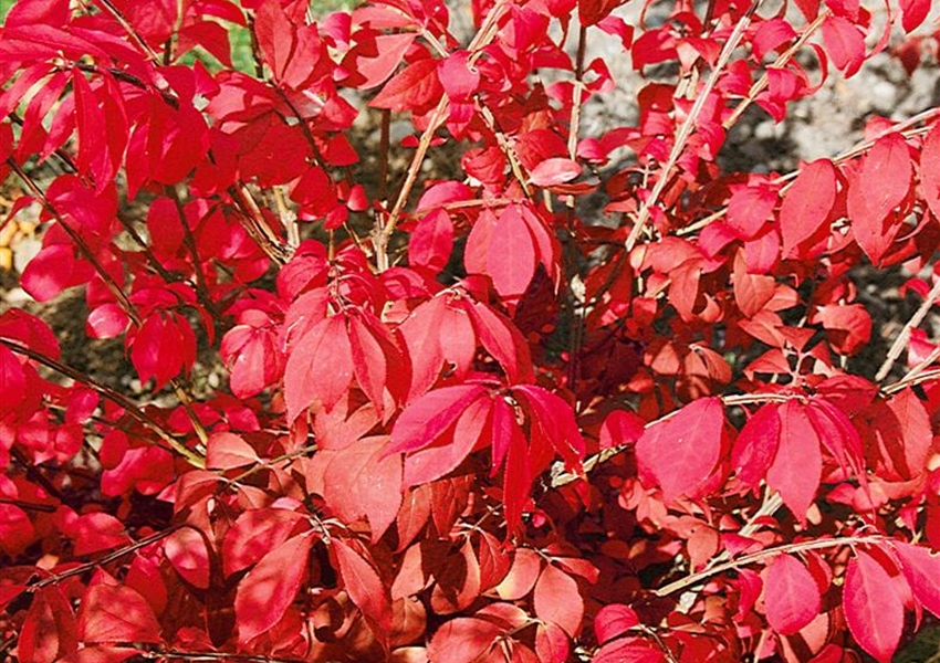 Korkflügelstrauch 'Fireball' - Floragard Pflanzeninfothek