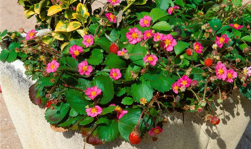 Fragaria x ananassa 'Pink Panda'® Pflanze, Pflege & Tipps Floragard