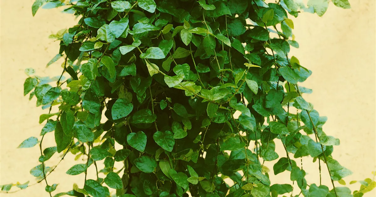 Ficus pumila 'Bellus' Pflanze, Pflege & Tipps Floragard